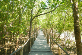 Bakhawan Eco Park: A Refreshing Break from the Chaos of City Life